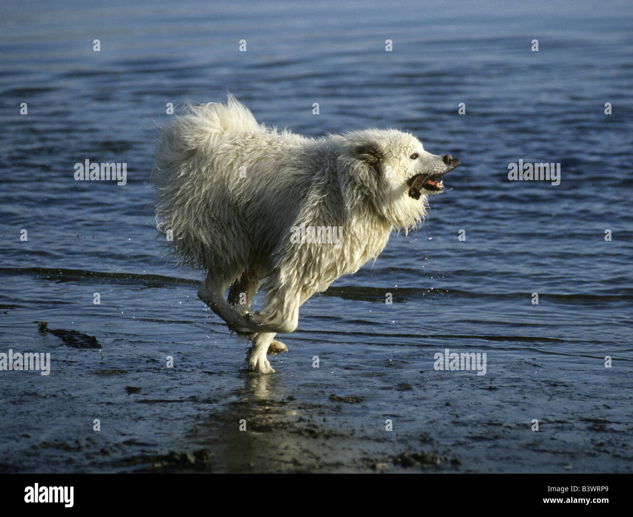 Samoyed running on the beach Stock Photo - Alamy