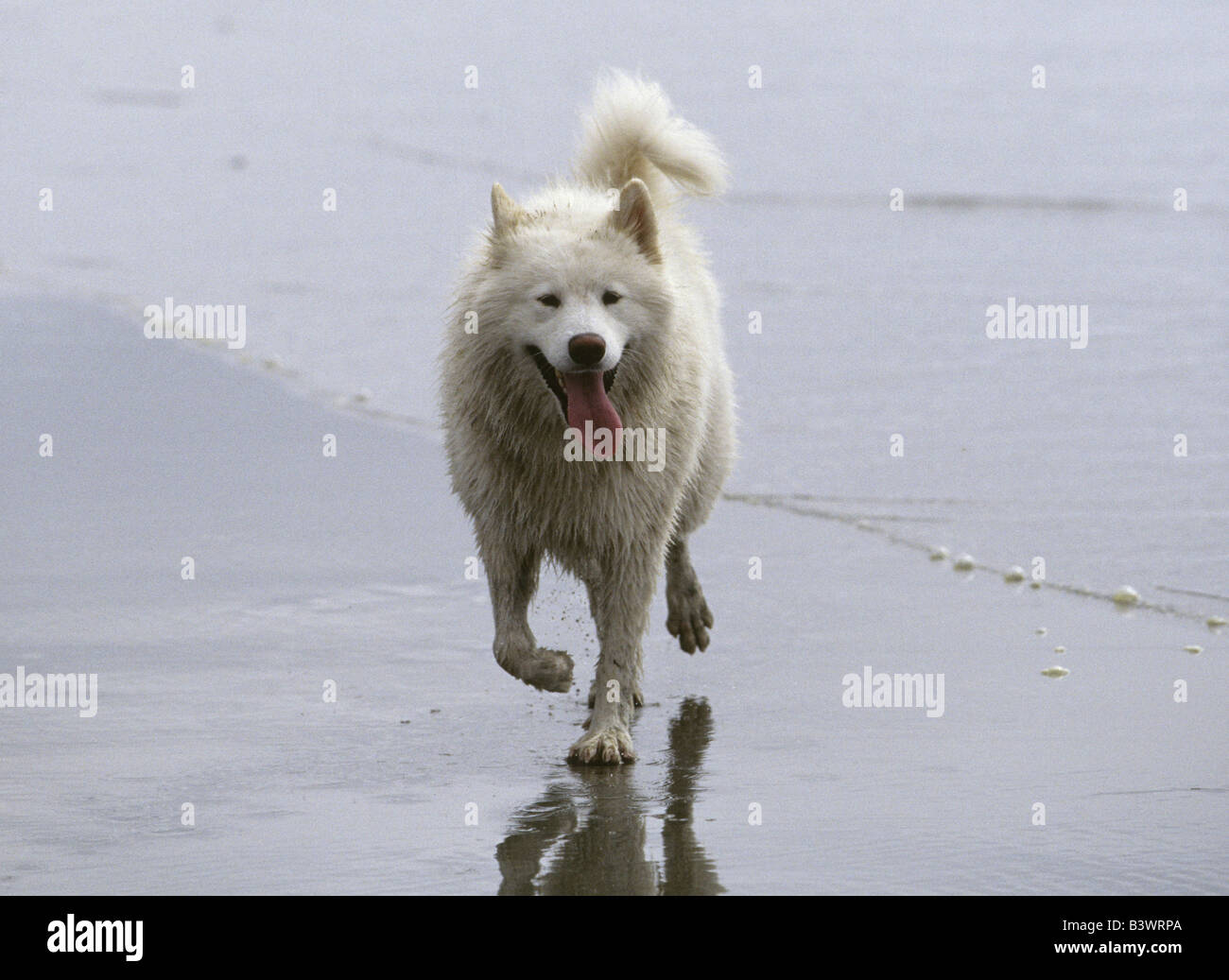 Samoyed running on the beach Stock Photo - Alamy
