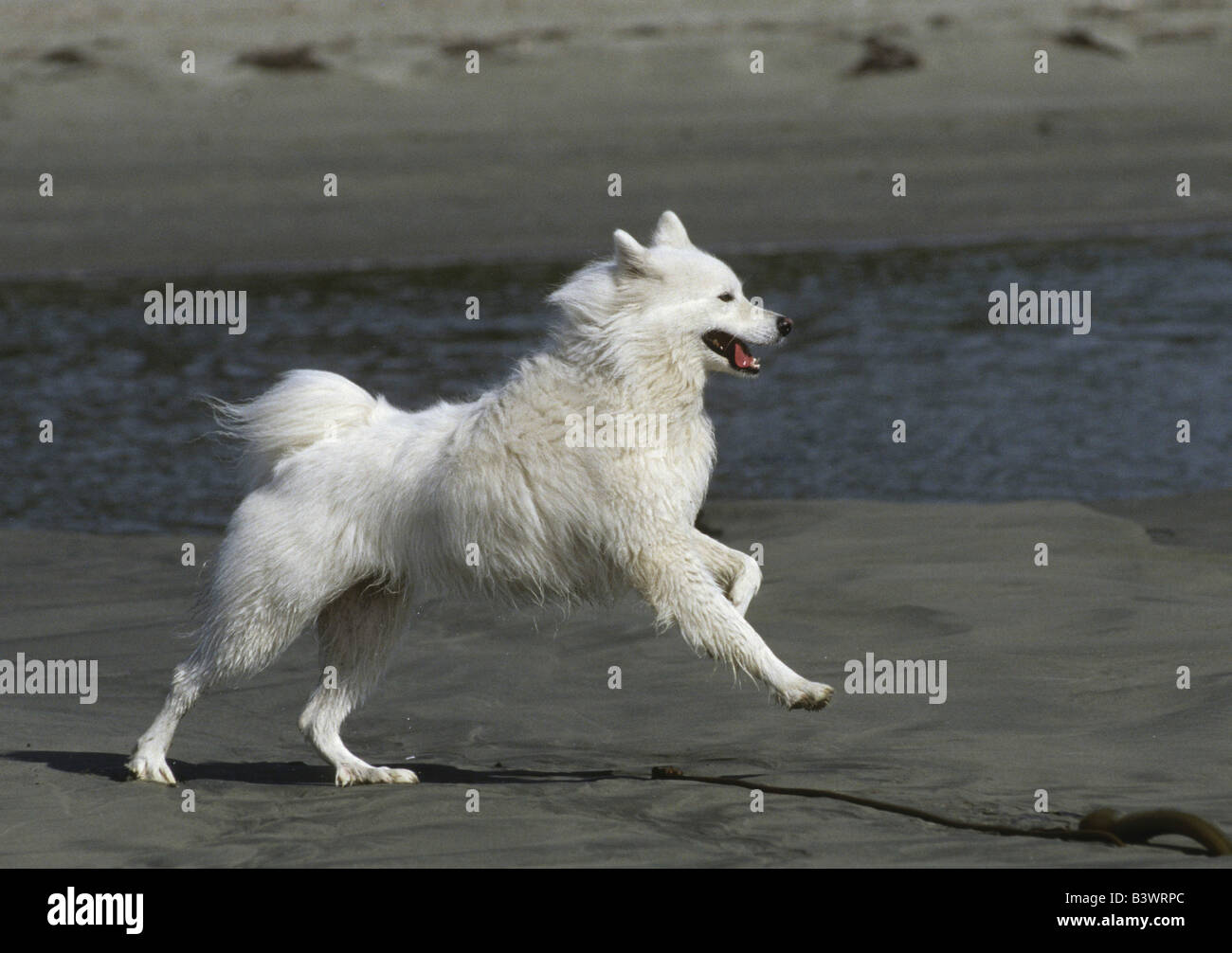 Samoyed running on the beach Stock Photo - Alamy