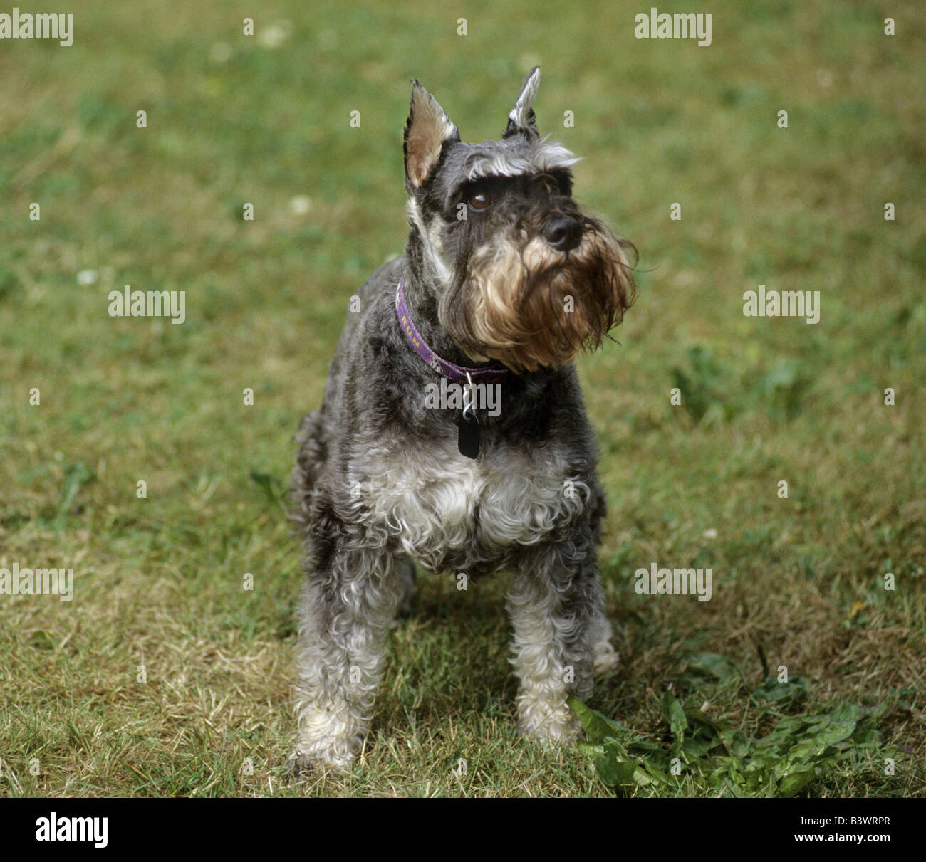 Schnauzer standing in a lawn Stock Photo - Alamy