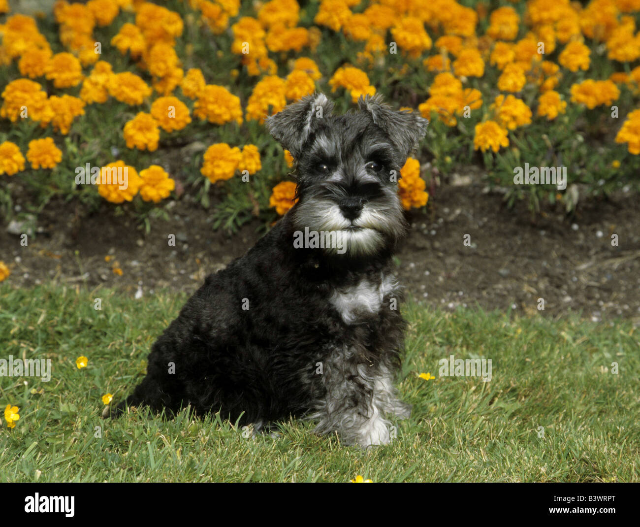 Schnauzer sitting on grass Stock Photo - Alamy