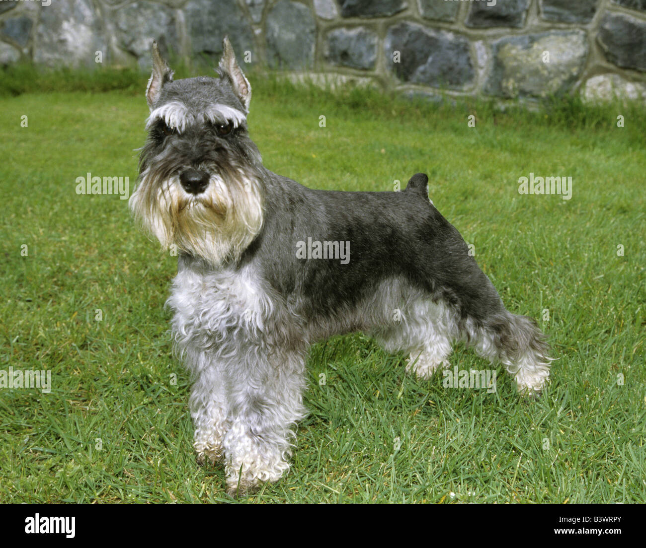 Schnauzer standing in a lawn Stock Photo - Alamy