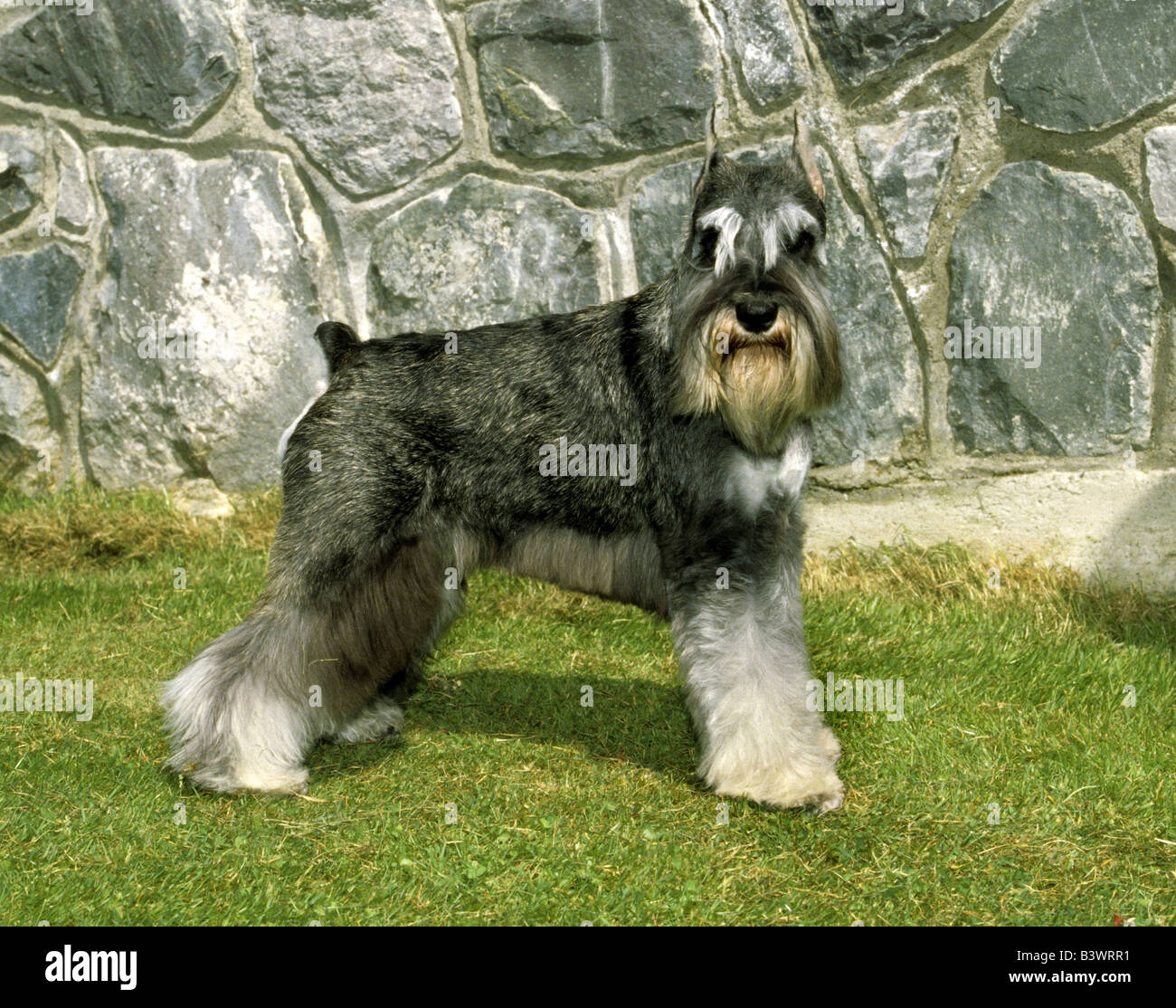 Schnauzer standing in a lawn Stock Photo - Alamy