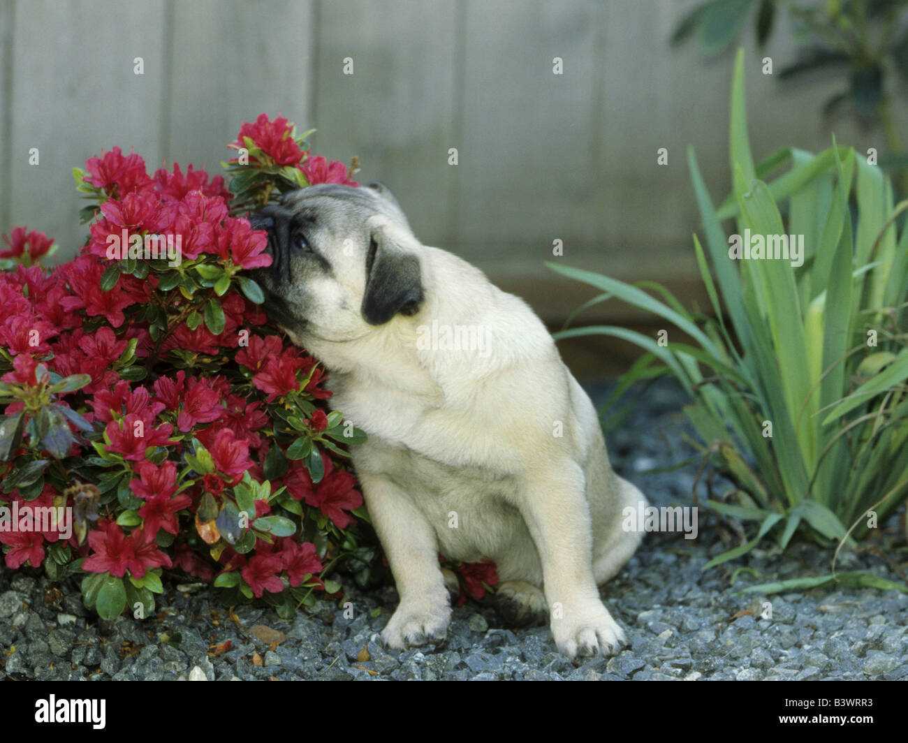 Dog smelling a flower hi-res stock photography and images - Alamy