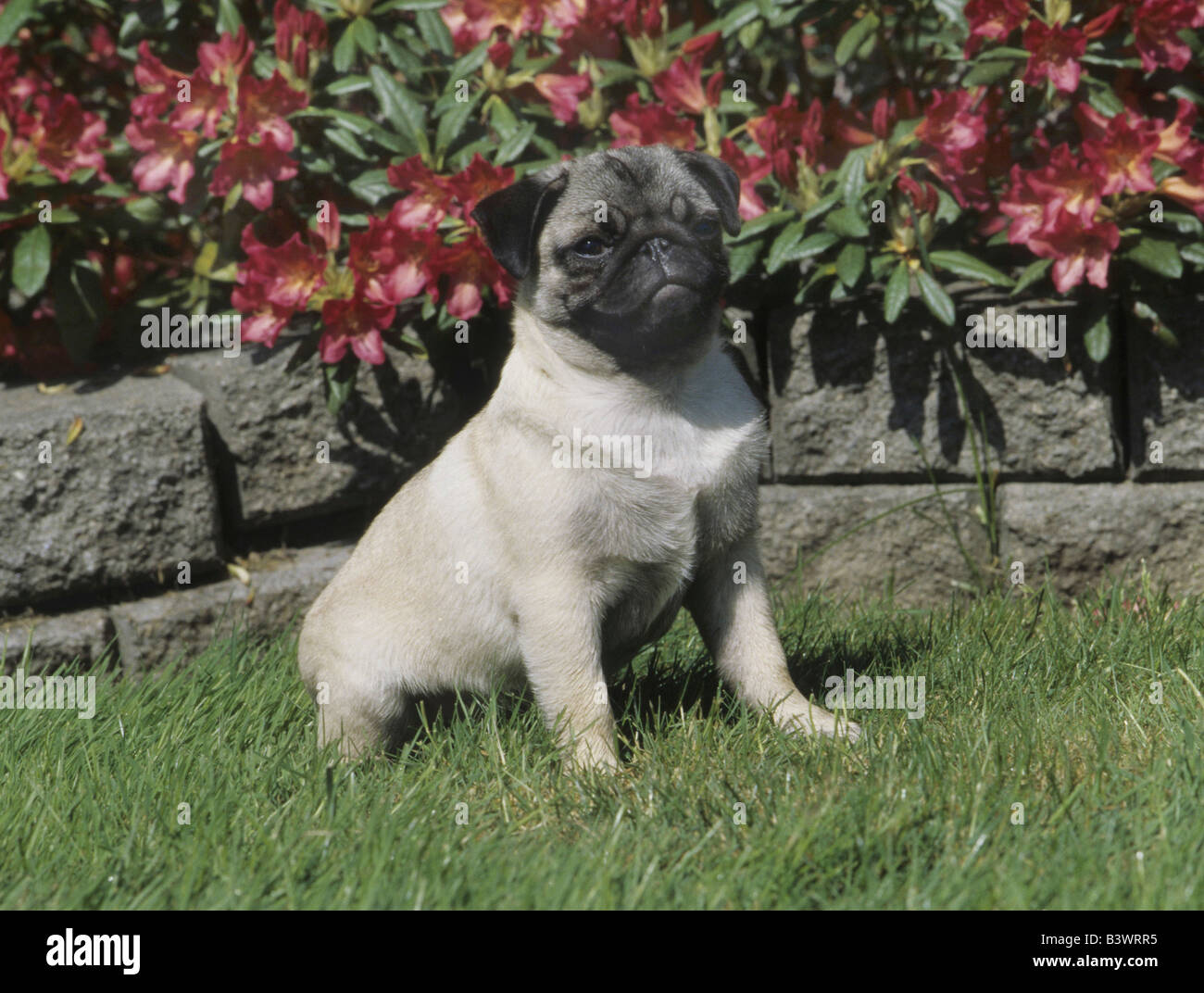 Pug in a lawn Stock Photo - Alamy