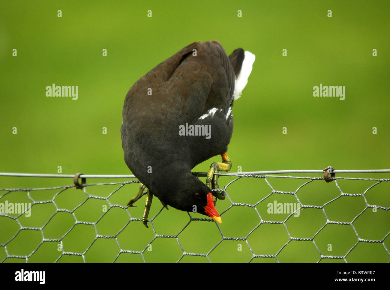 Aggressive pose hi-res stock photography and images - Alamy