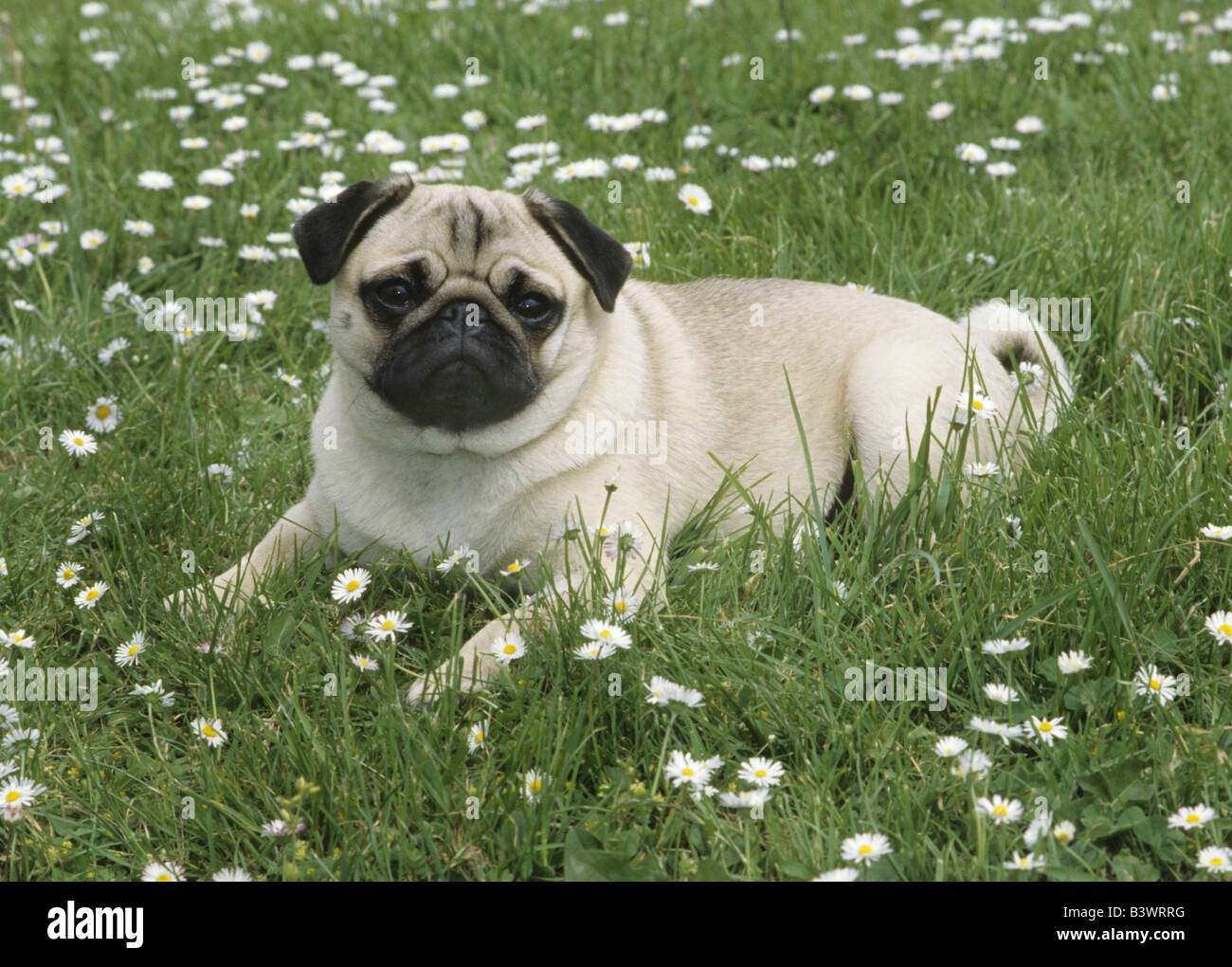 Pug resting in grass Stock Photo - Alamy