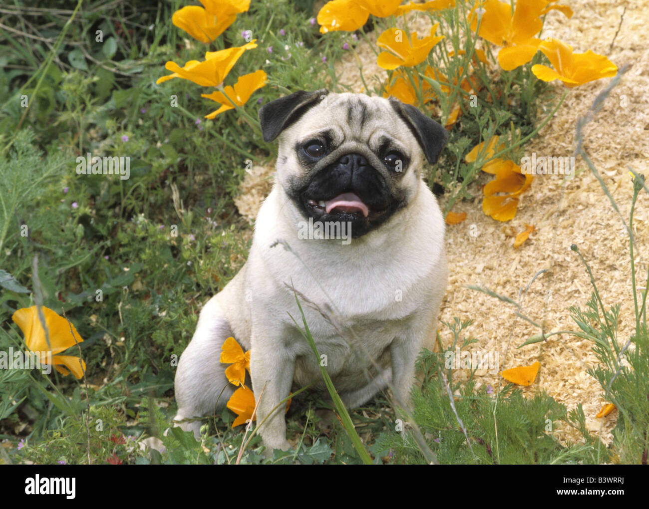 Pug sitting in a field Stock Photo - Alamy