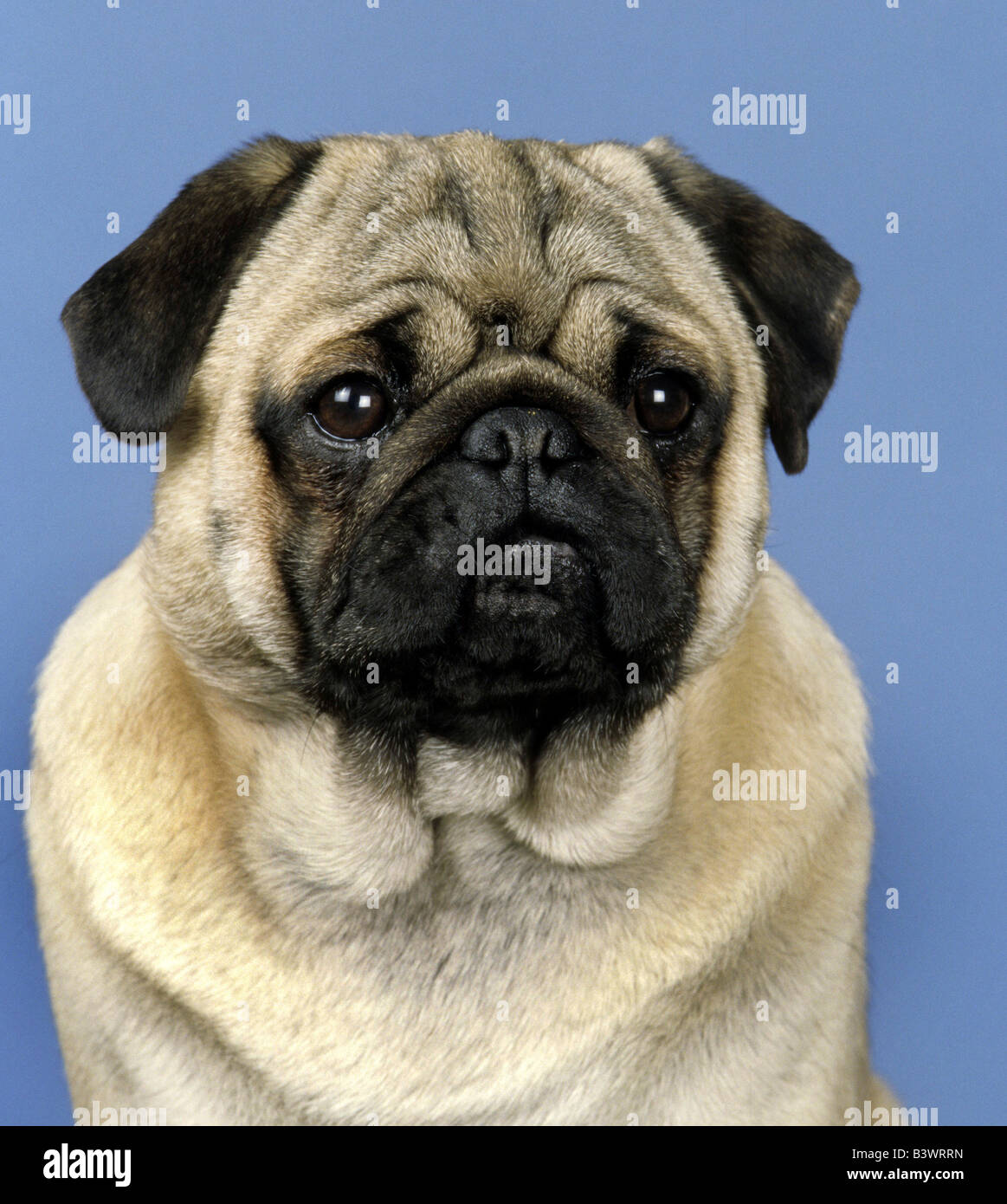 Close-up of a pug Stock Photo - Alamy