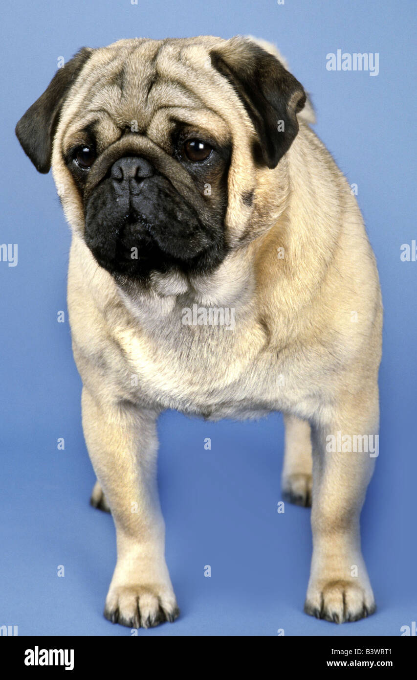 Close-up of a pug Stock Photo - Alamy
