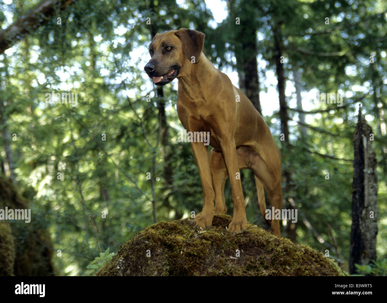 Rhodesian Ridgeback standing on a rock Stock Photo - Alamy