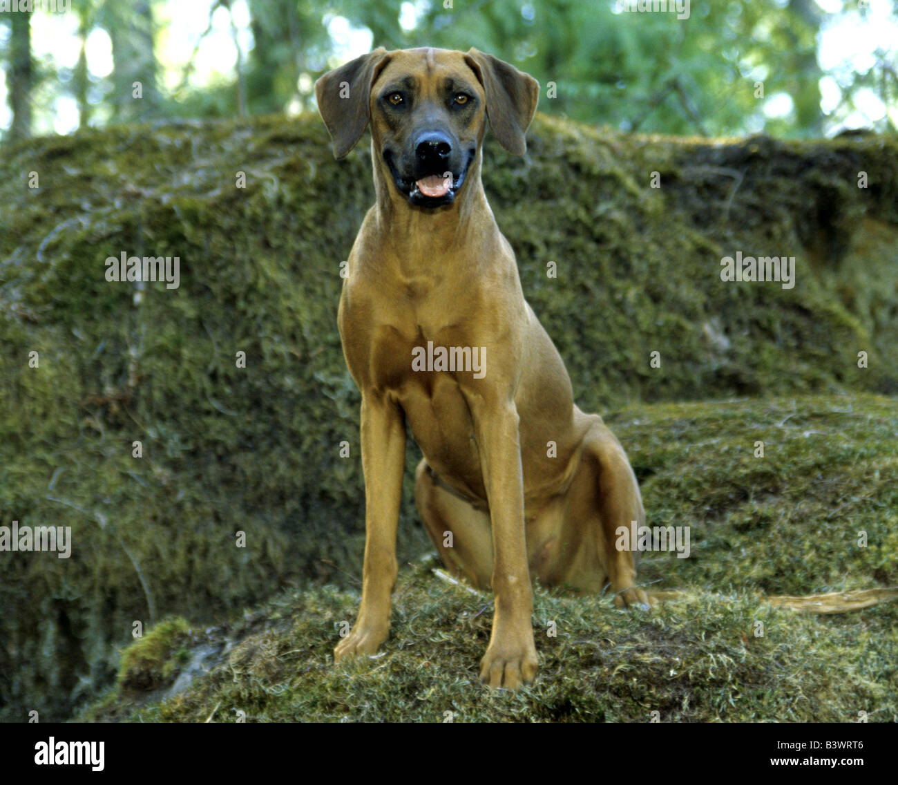 Rhodesian Ridgeback sitting on a rock Stock Photo - Alamy