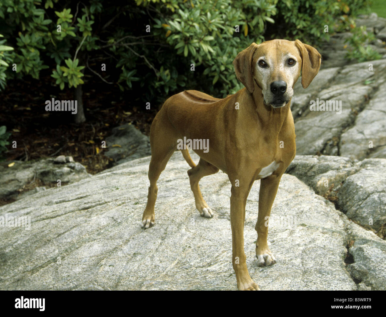 Rhodesian Ridgeback standing on a rock Stock Photo - Alamy