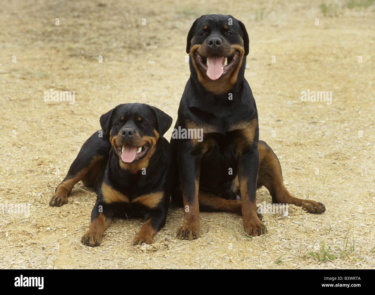 Two Rottweilers sitting in a field Stock Photo - Alamy