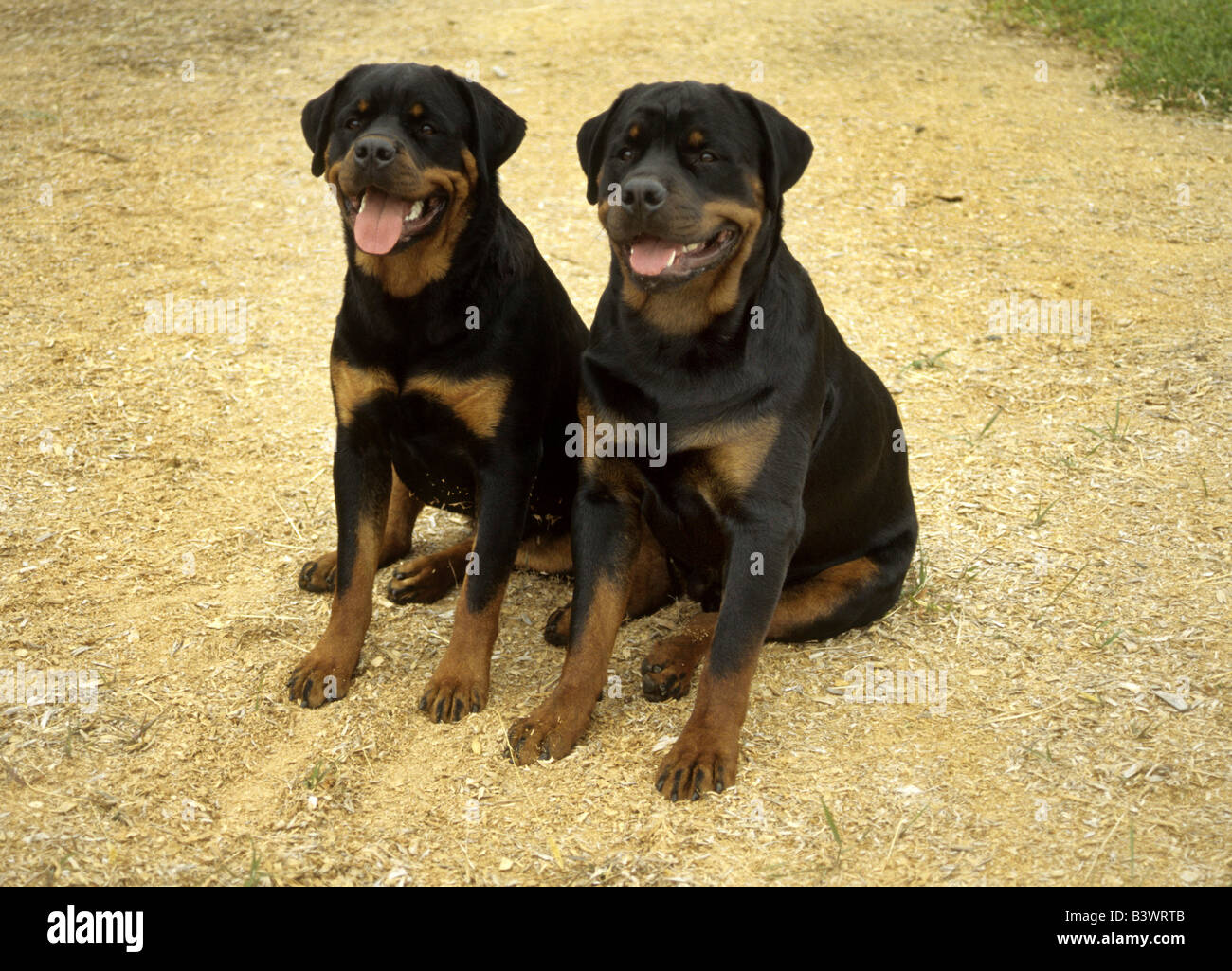 Rottweilers Stock Photos & Rottweilers Stock Images - Alamy