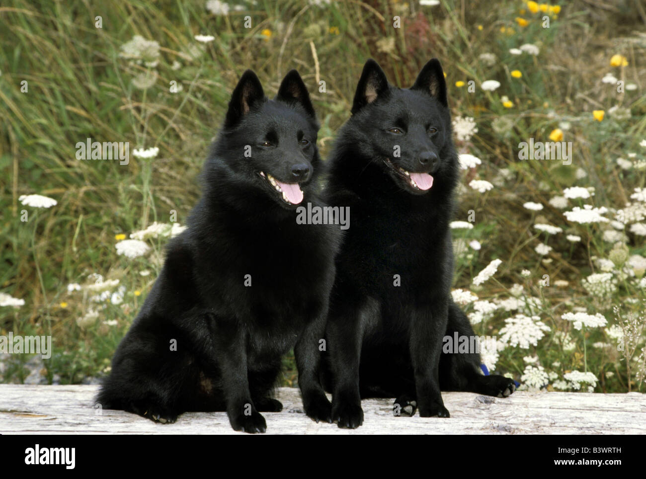 Two Schipperkes sitting on a log Stock Photo - Alamy