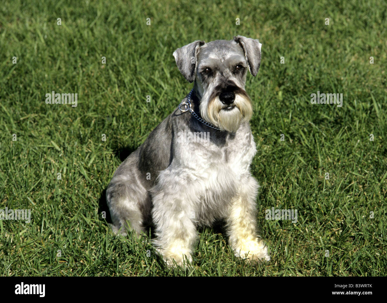 Schnauzer sitting on grass Stock Photo - Alamy
