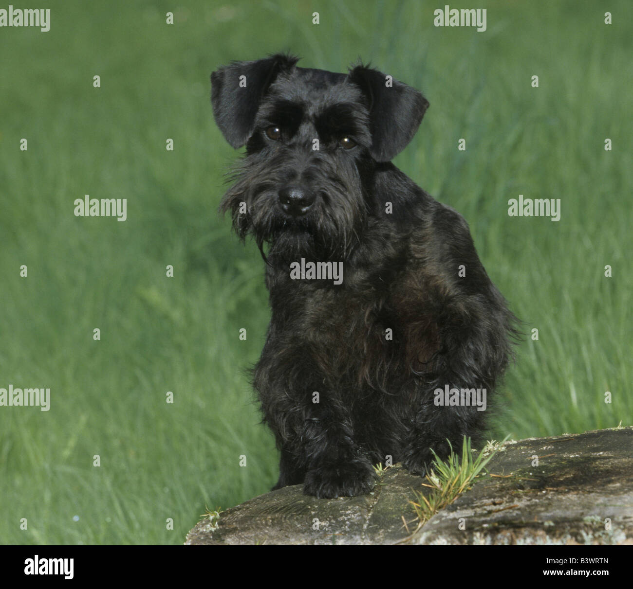 Schnauzer sitting on a tree stump Stock Photo - Alamy