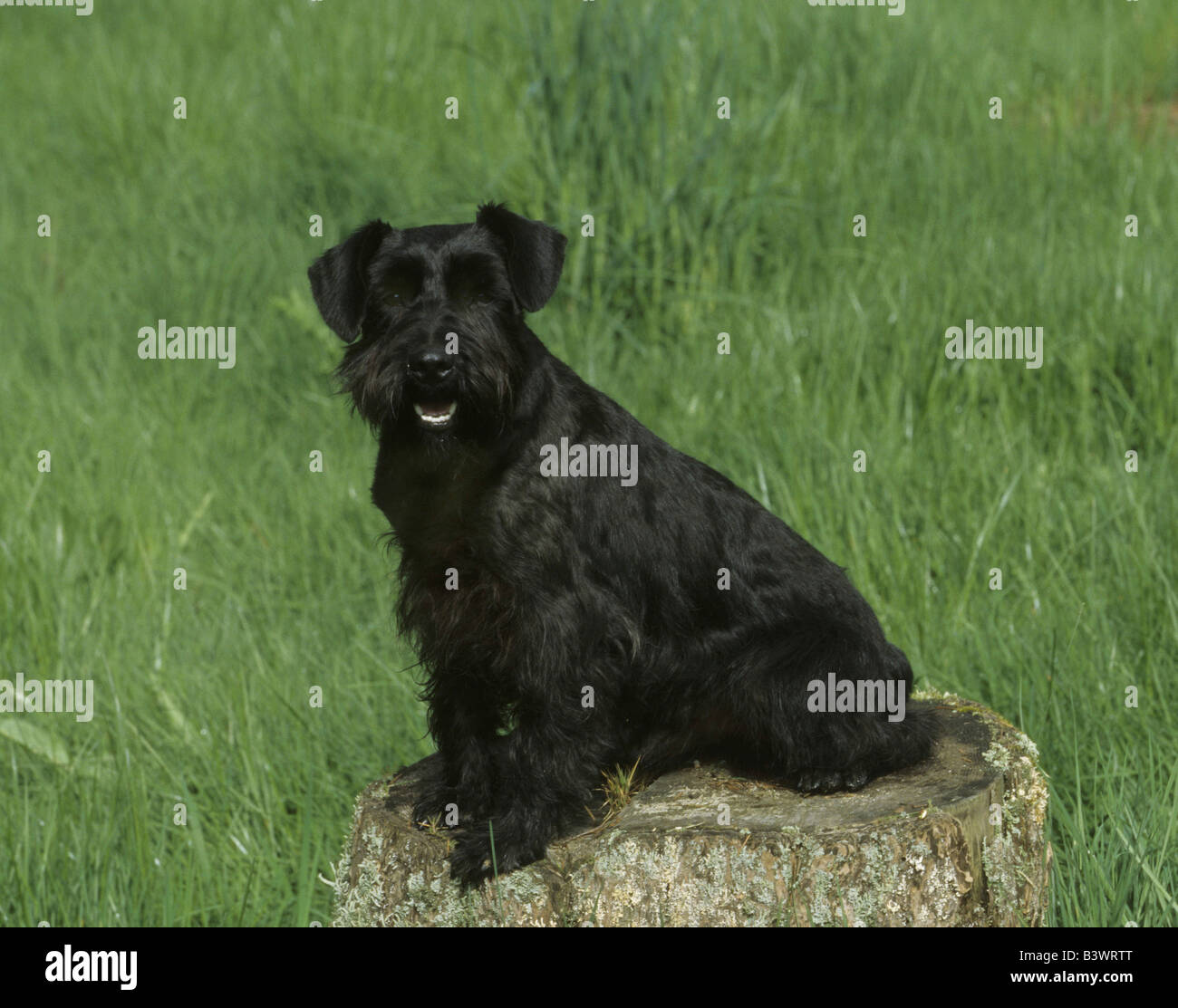 Schnauzer sitting on a tree stump Stock Photo - Alamy