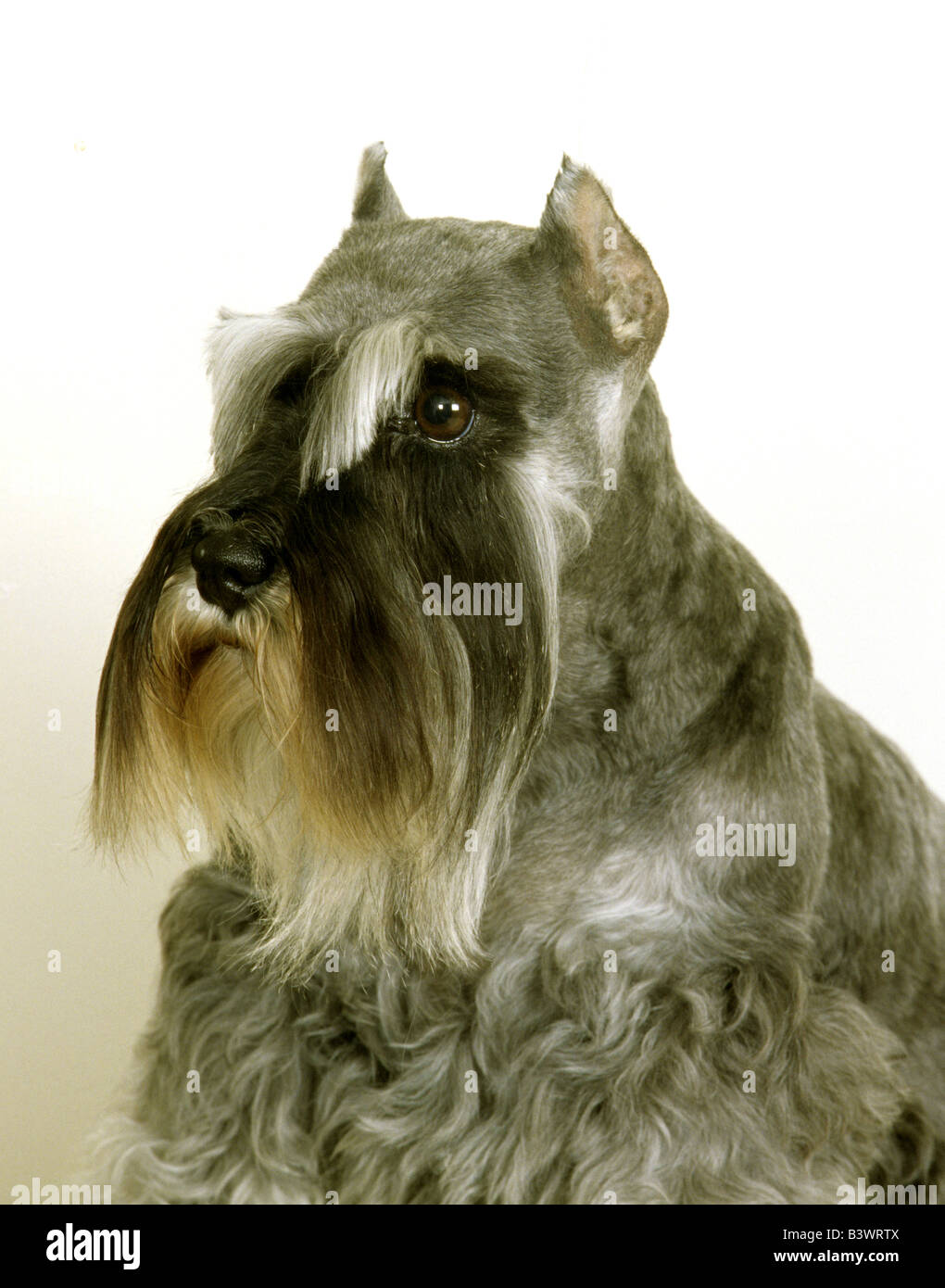 Close-up of a Schnauzer Stock Photo - Alamy
