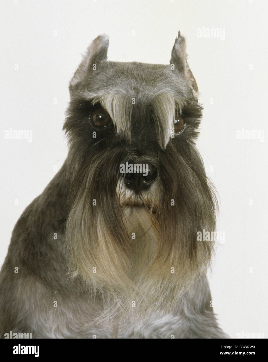 Close-up of a Schnauzer Stock Photo - Alamy
