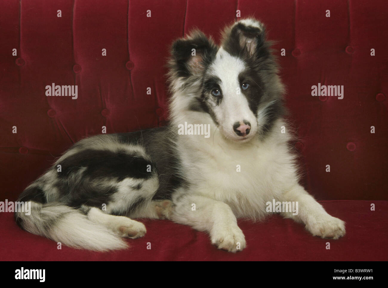 Close-up of a Shetland Sheepdog sitting on a couch Stock Photo - Alamy