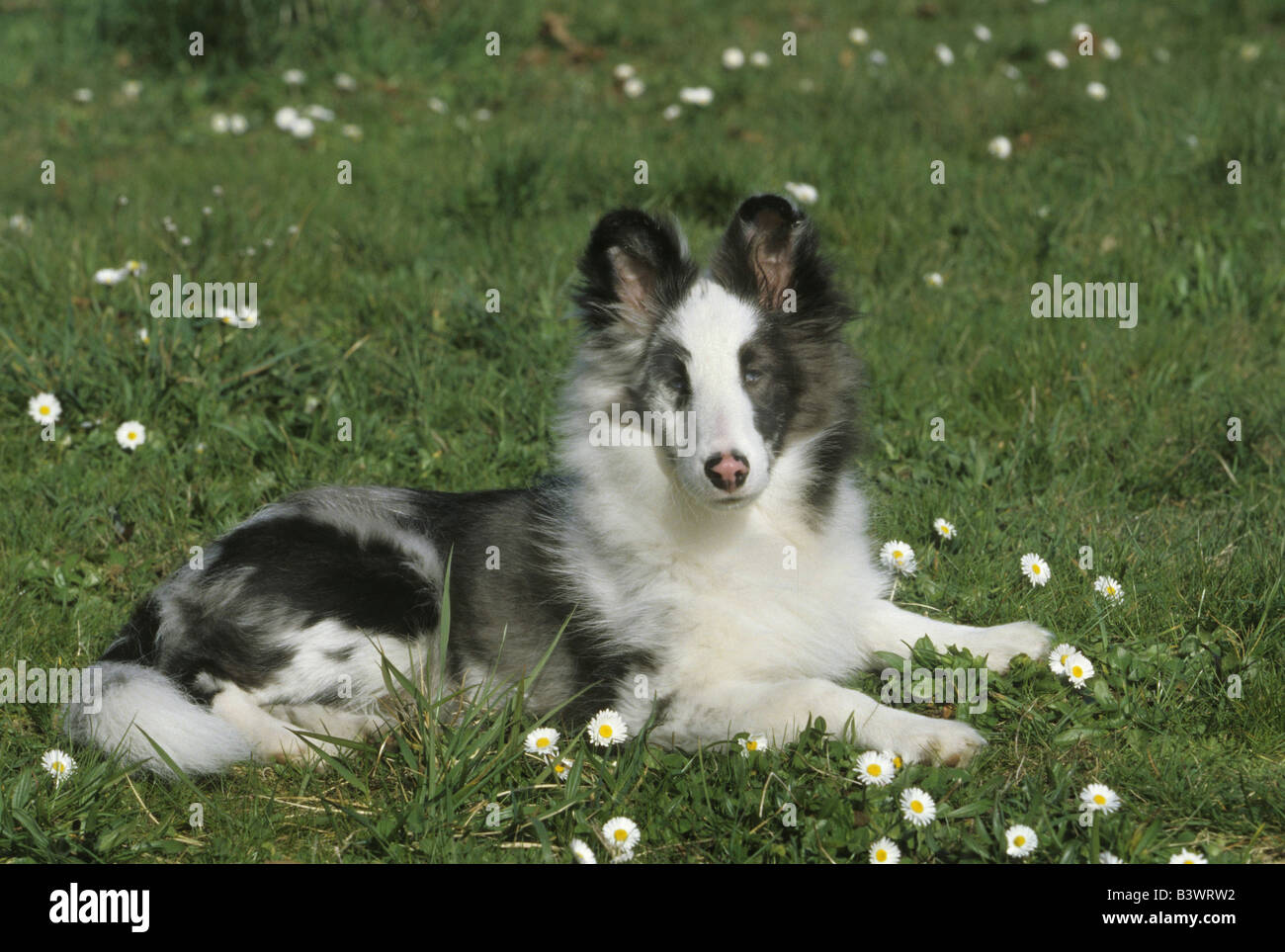 Shetland Sheepdog sitting in a park Stock Photo - Alamy
