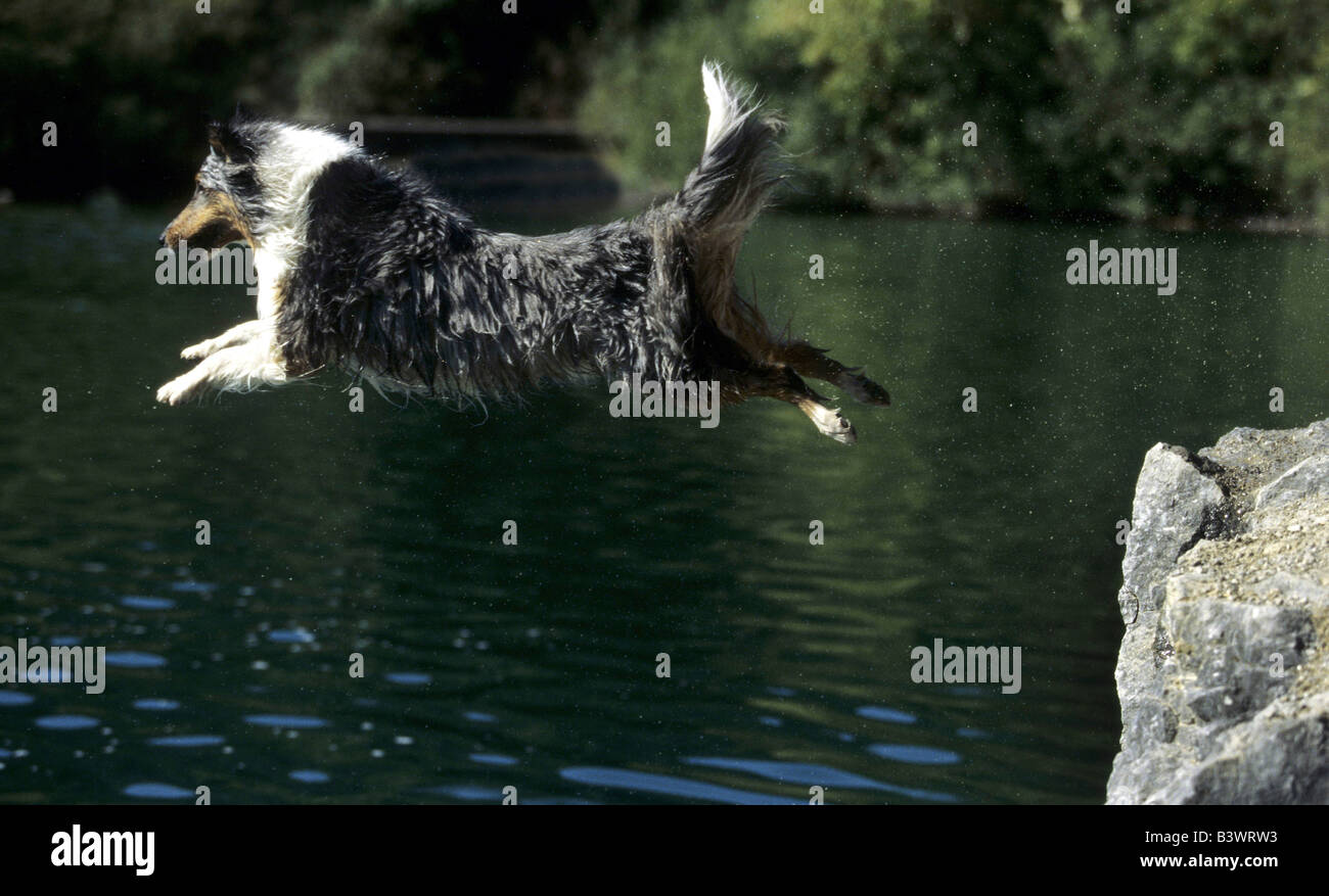 Shetland Sheepdog jumping into the river Stock Photo - Alamy
