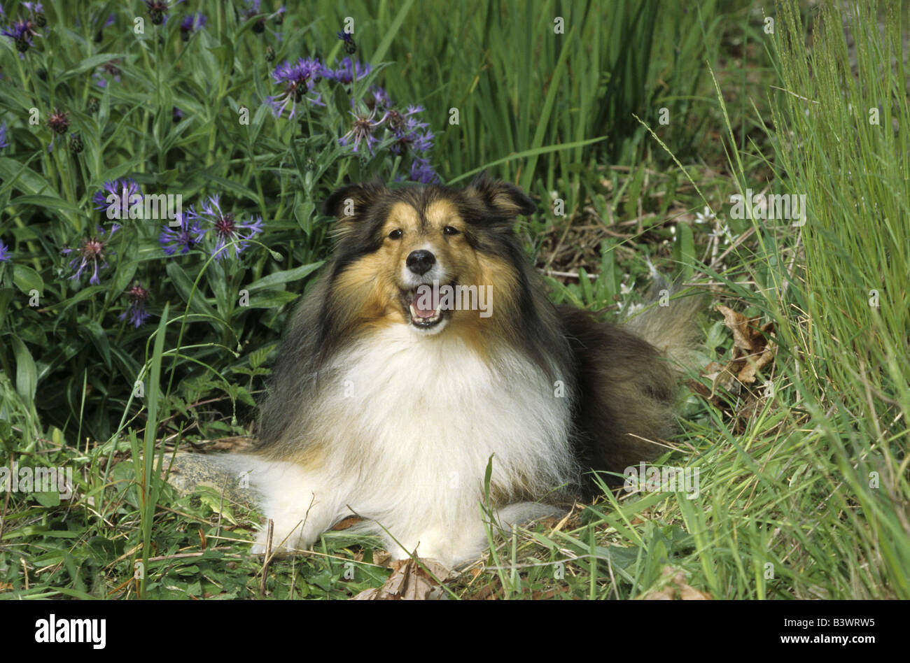Shetland Sheepdog sitting in a field Stock Photo - Alamy