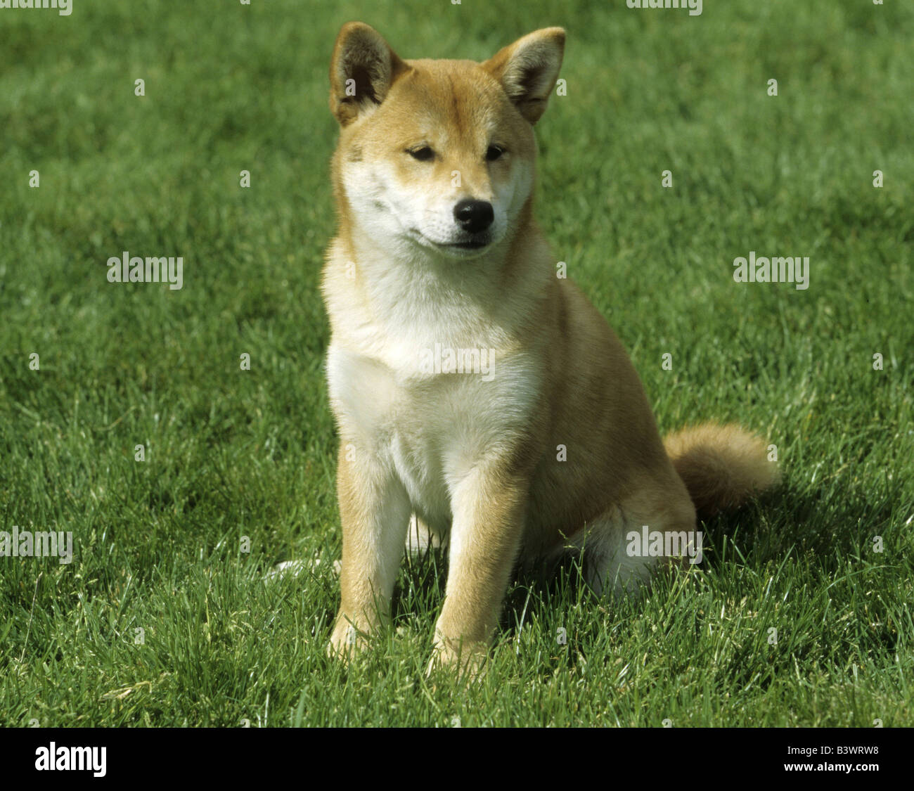 Shiba Inu dog sitting in a park Stock Photo - Alamy