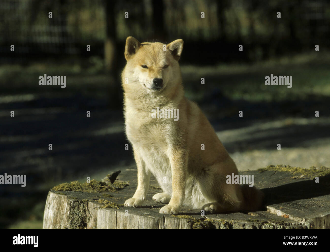 Shiba Inu dog sitting on a tree stump Stock Photo - Alamy