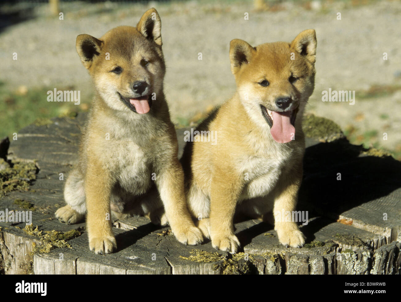 Two Shiba Inu puppies sitting together on a tree stump Stock Photo - Alamy