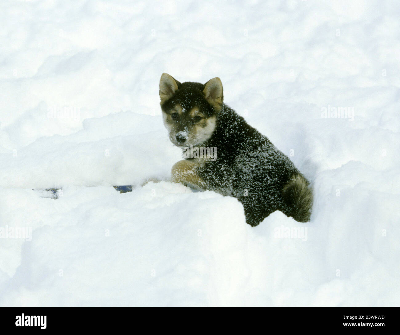 Shiba Inu puppy sitting in snow Stock Photo - Alamy