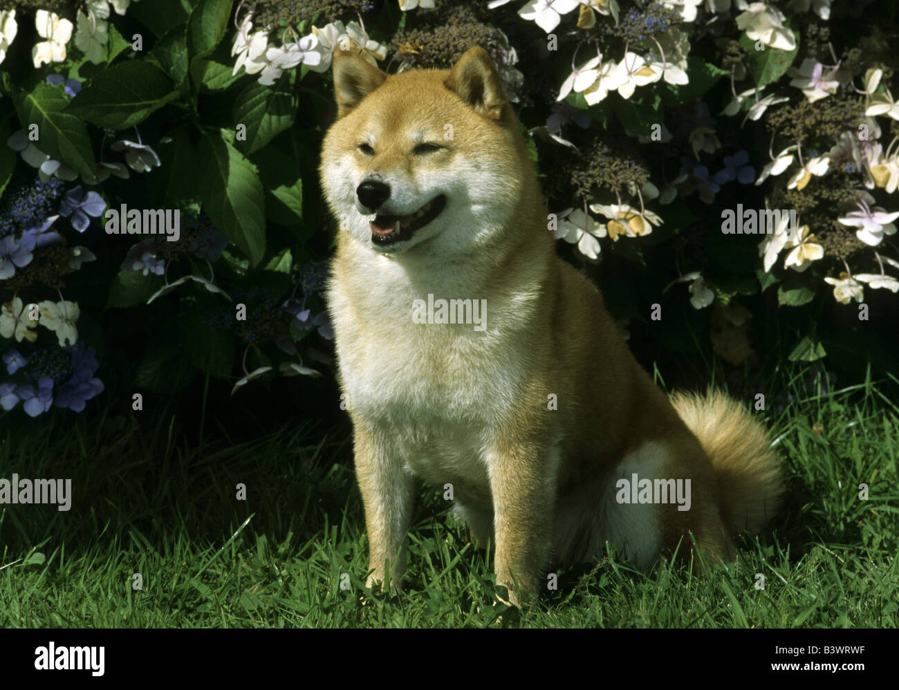 Shiba Inu dog sitting in a garden Stock Photo - Alamy