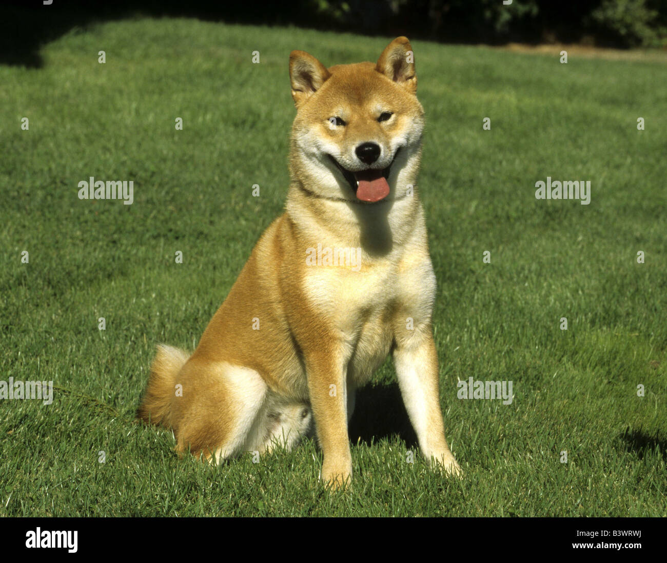 Shiba Inu dog sitting in a park Stock Photo - Alamy