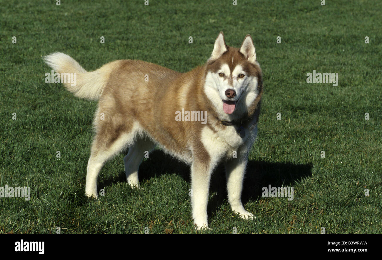 Siberian Husky standing in a park Stock Photo - Alamy
