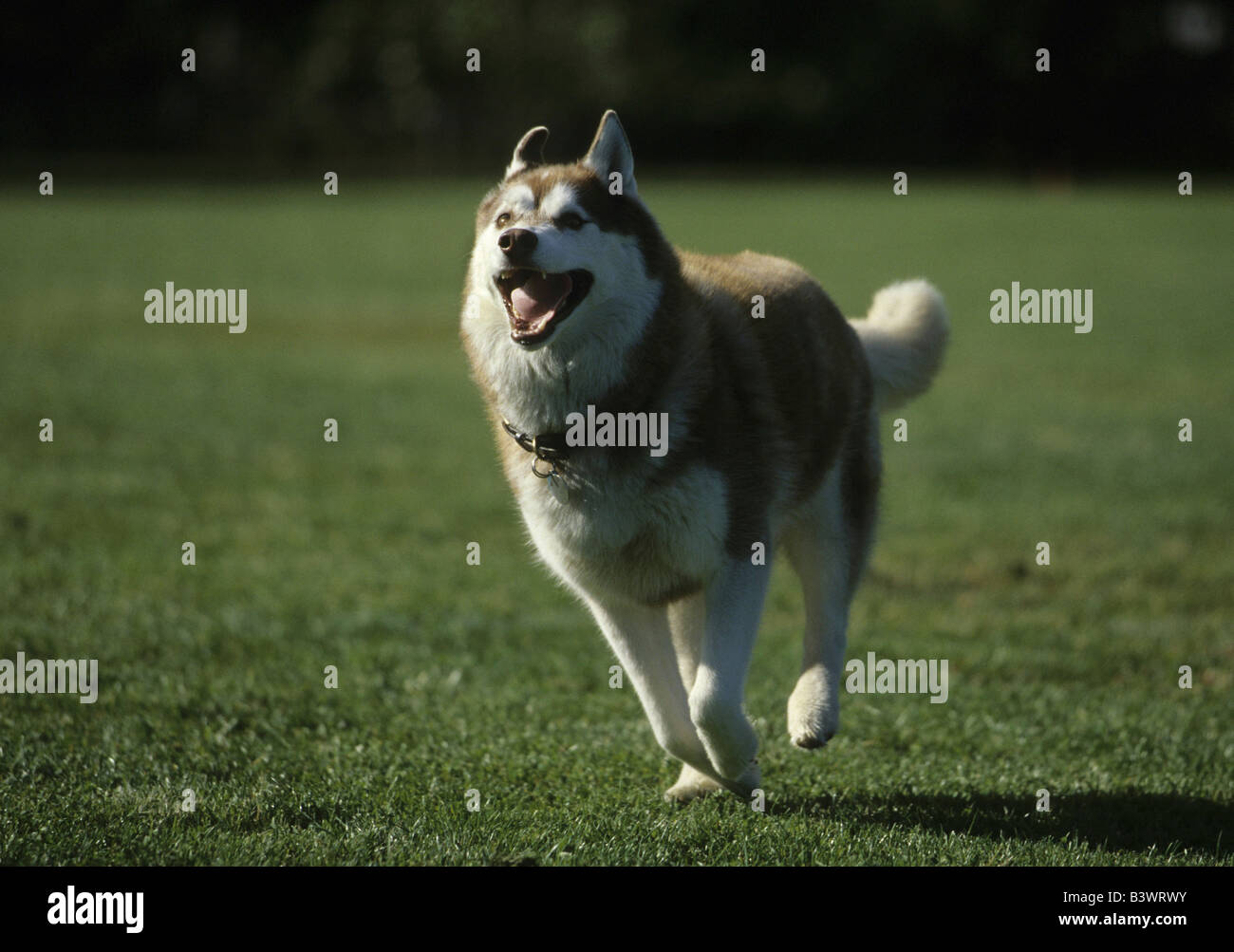 Siberian Husky running in a park Stock Photo - Alamy