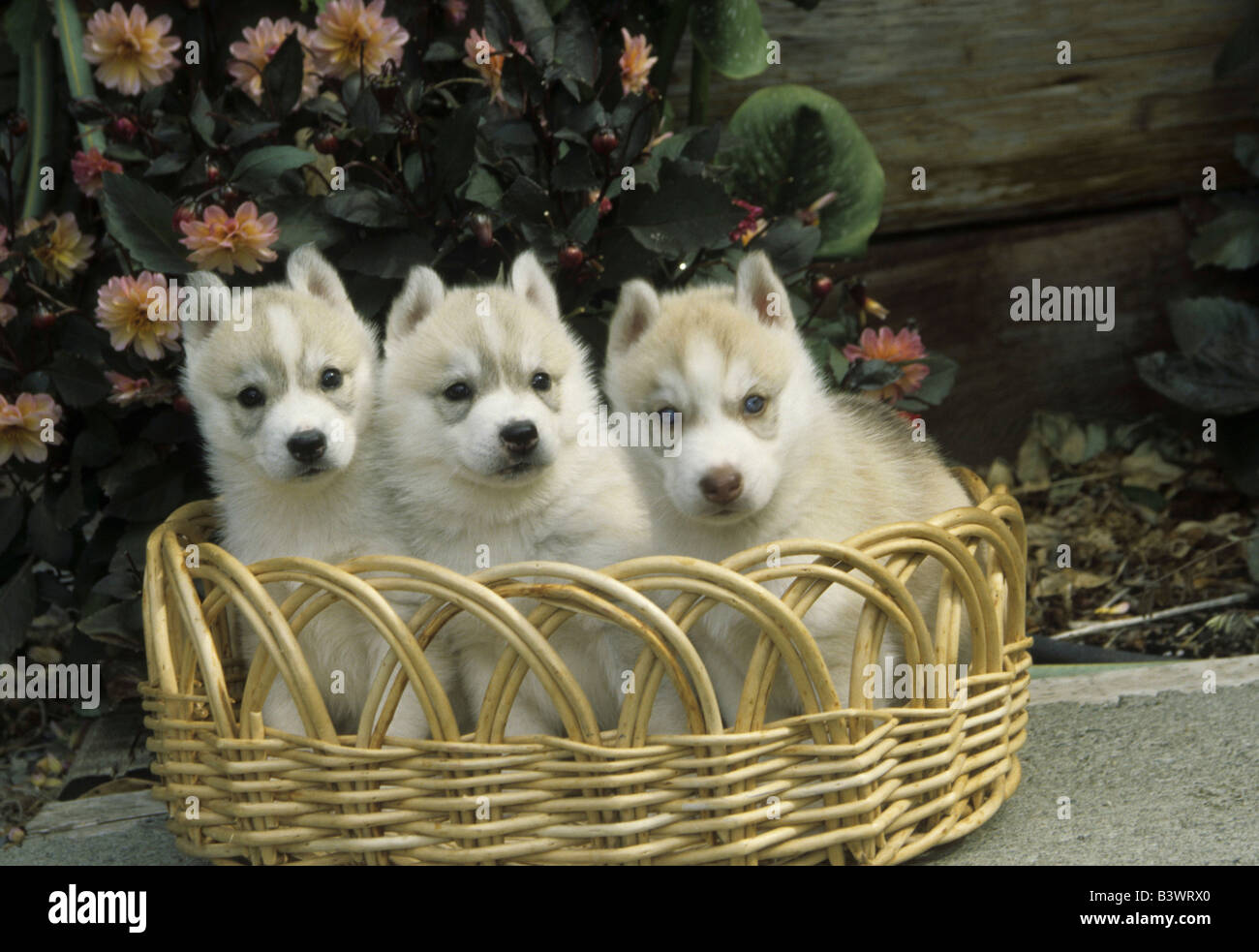 Three Siberian Husky puppies in a basket Stock Photo - Alamy