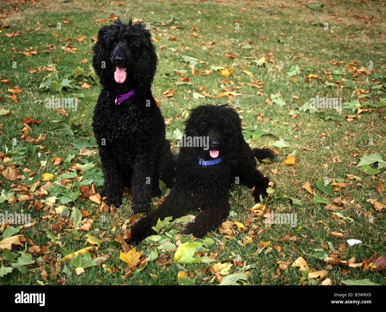 Two Standard poodles sitting in a field Stock Photo - Alamy
