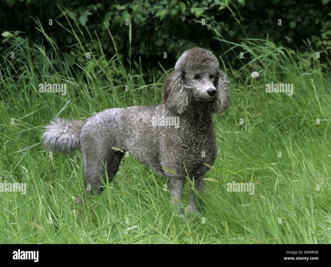 Standard poodle side hi-res stock photography and images - Alamy