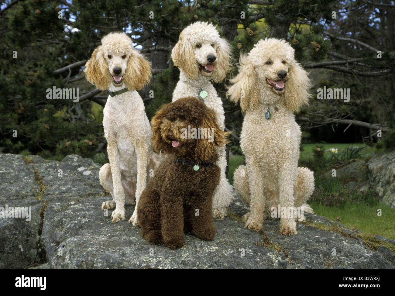 Four Standard poodles sitting together on a rock Stock Photo - Alamy
