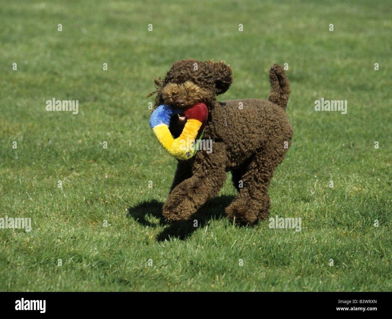 Standard Poodle Hunting High Resolution Stock Photography and Images ...