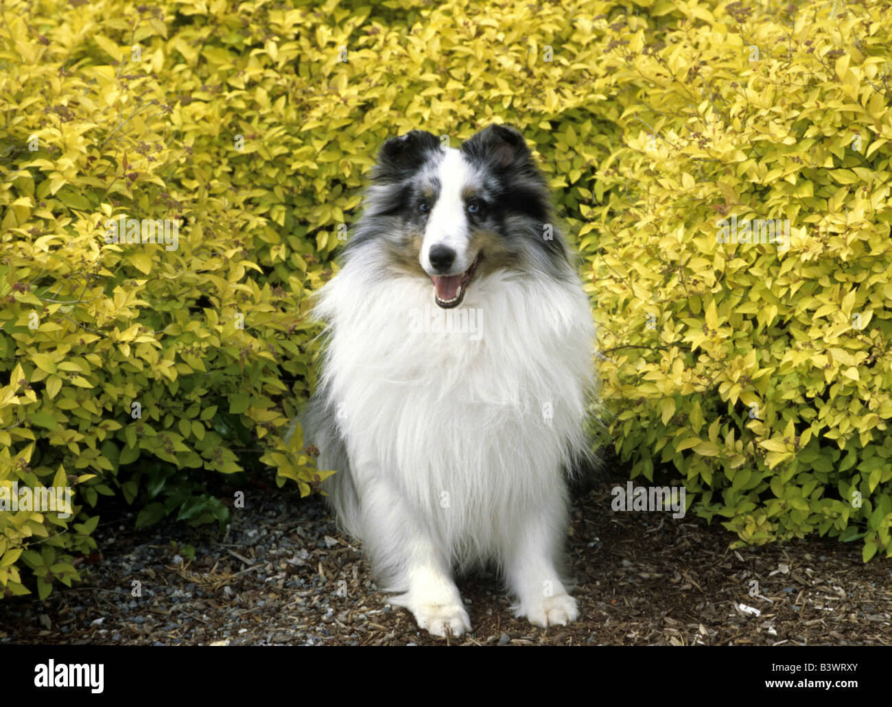 Shetland Sheepdog sitting in front of bush Stock Photo - Alamy
