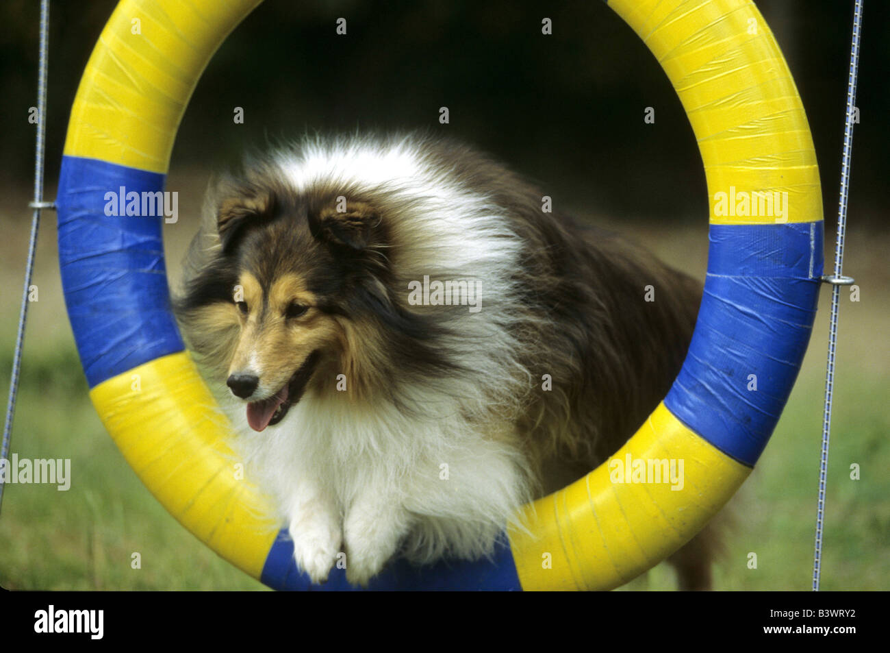 Shetland Sheepdog leaping through a hoop Stock Photo - Alamy