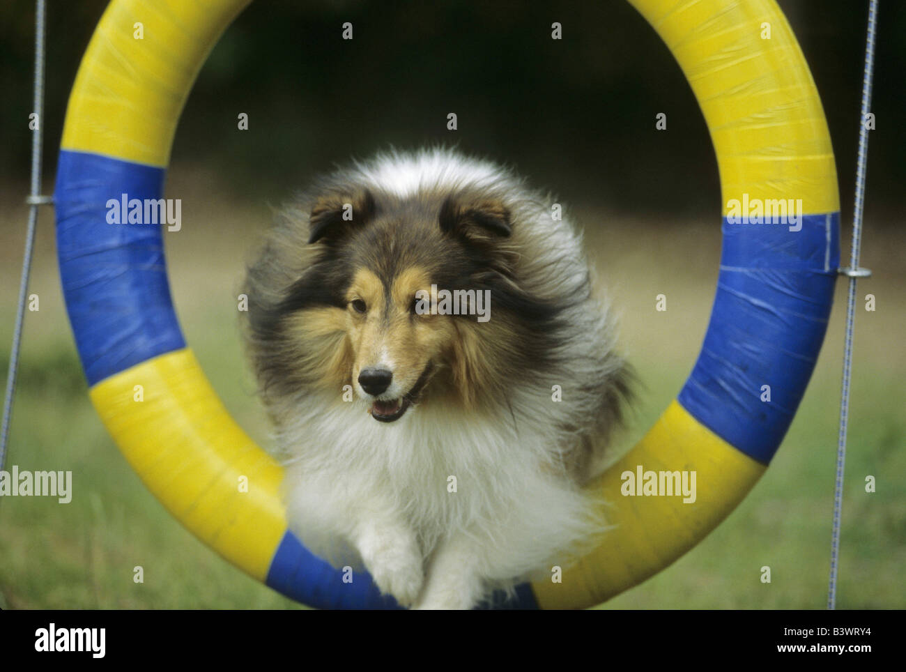 Dog jumping through hoop hi-res stock photography and images - Alamy