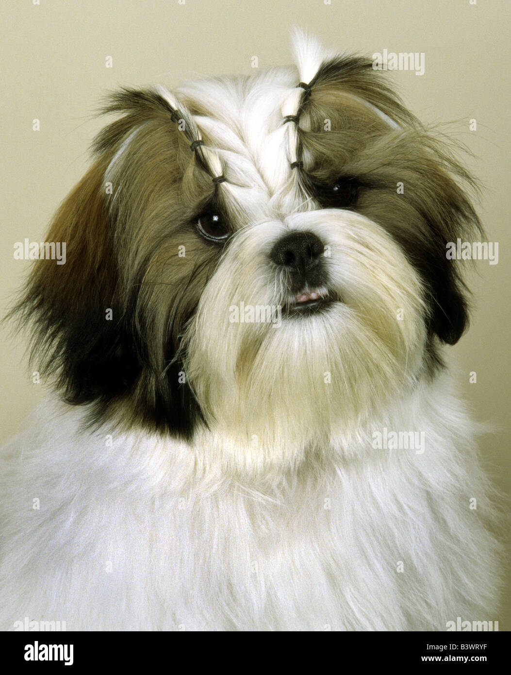 Close-up of a Shih Tzu dog Stock Photo - Alamy