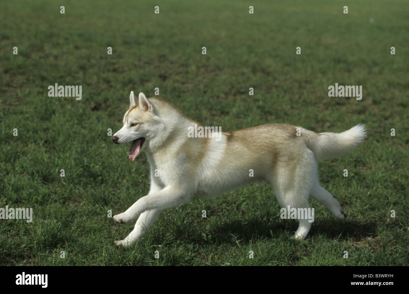 Siberian Husky running in a park Stock Photo - Alamy
