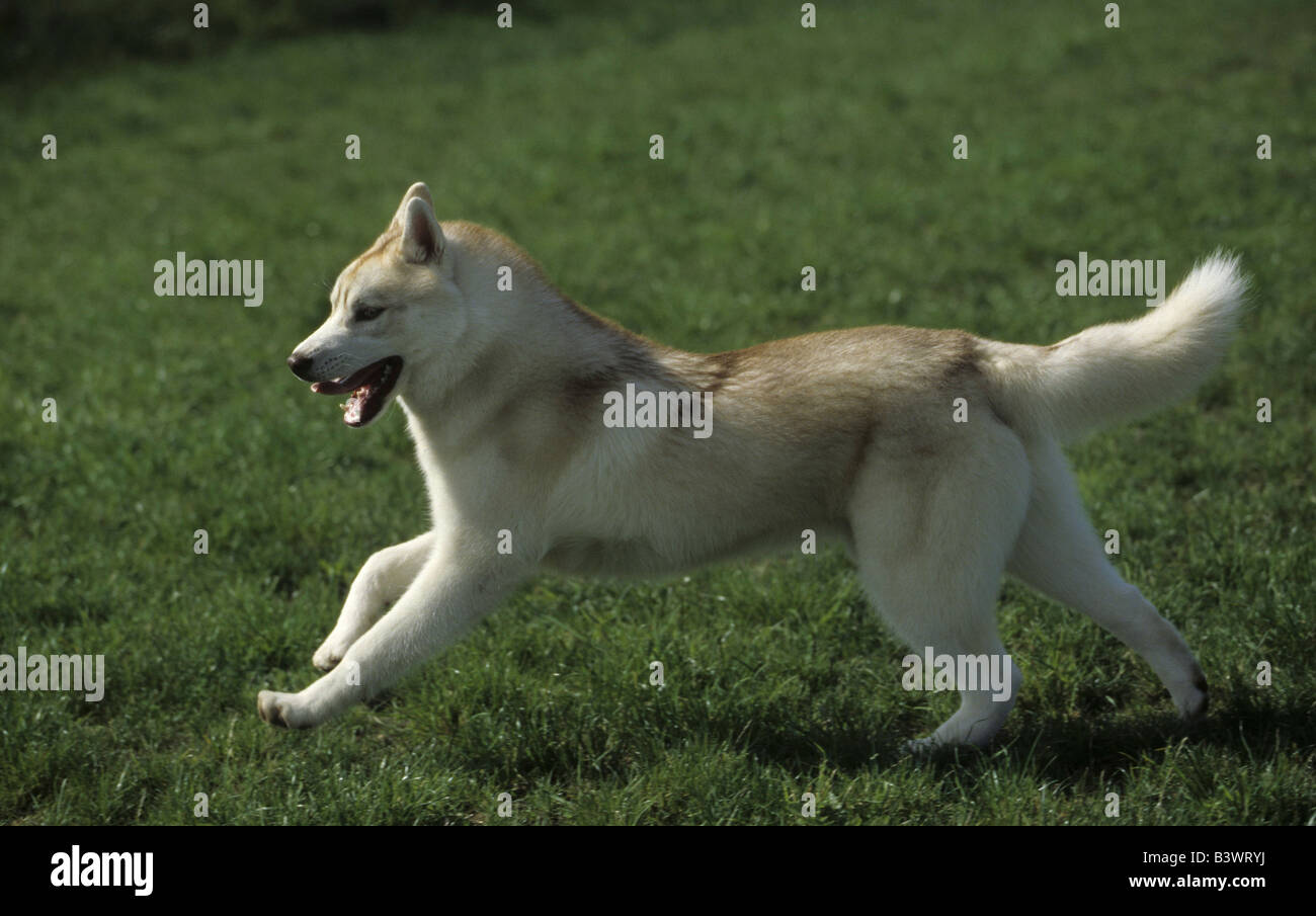 Siberian Husky running in a park Stock Photo - Alamy