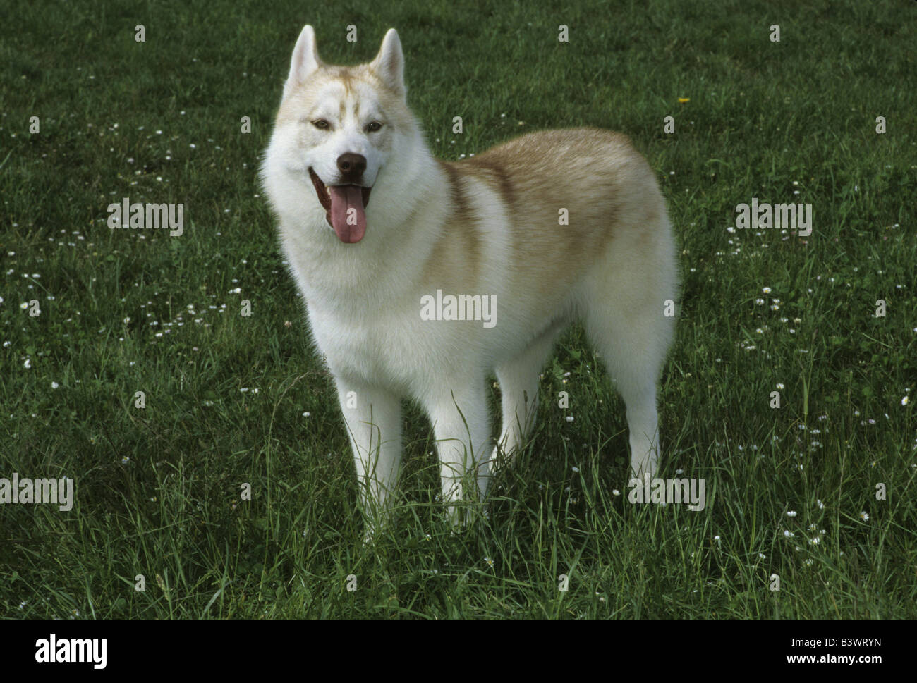 Siberian Husky standing in a park Stock Photo - Alamy