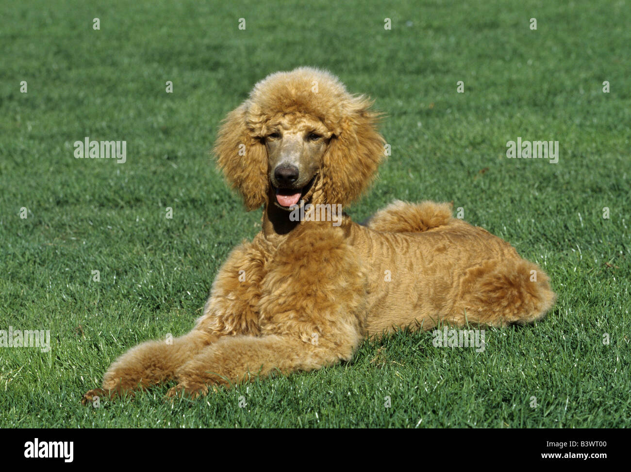 Standard poodle sitting in a park Stock Photo - Alamy
